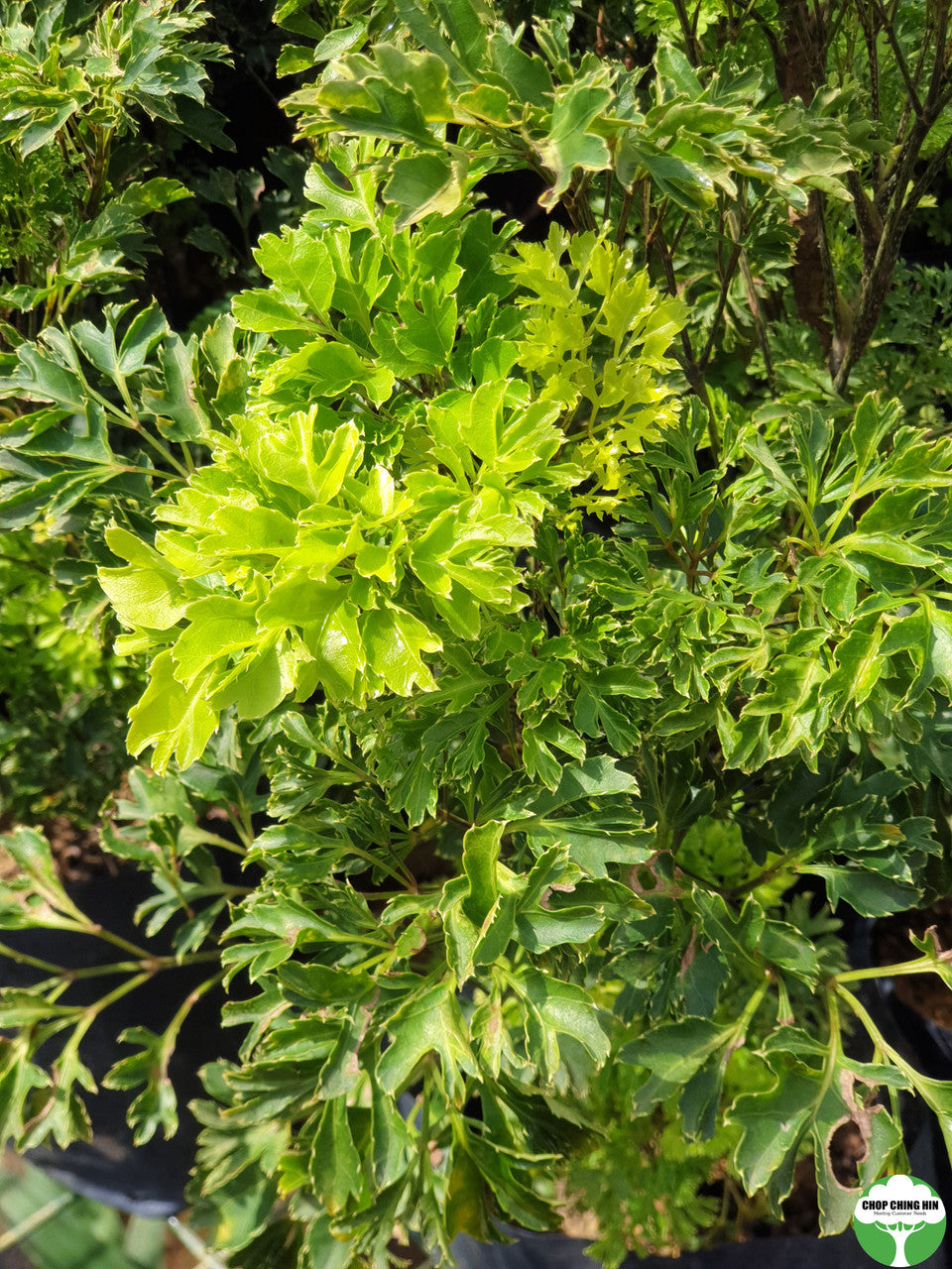 Polyscias fruticosa (Dwarf) – Chop Ching Hin Pte Ltd