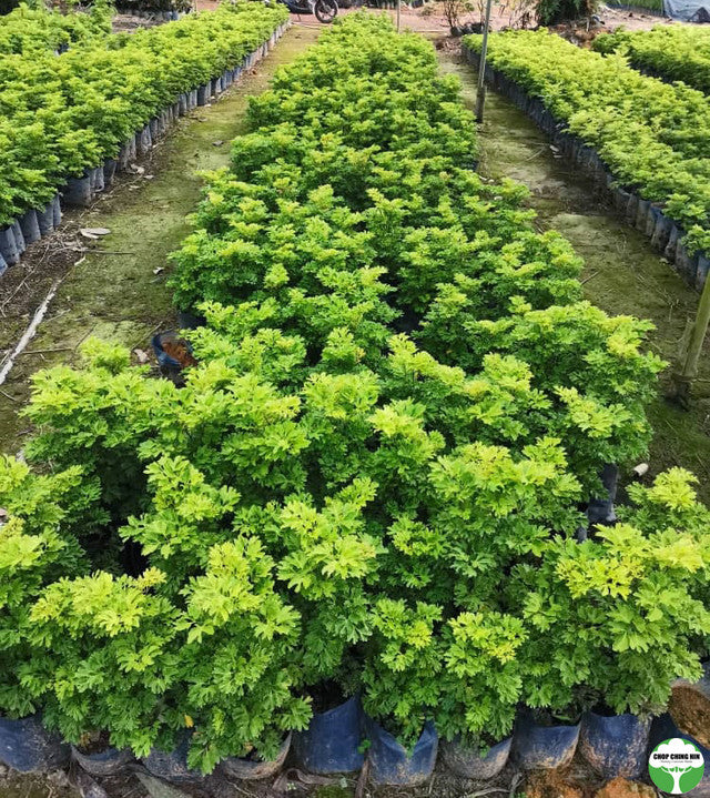 Polyscias fruticosa (Dwarf) – Chop Ching Hin