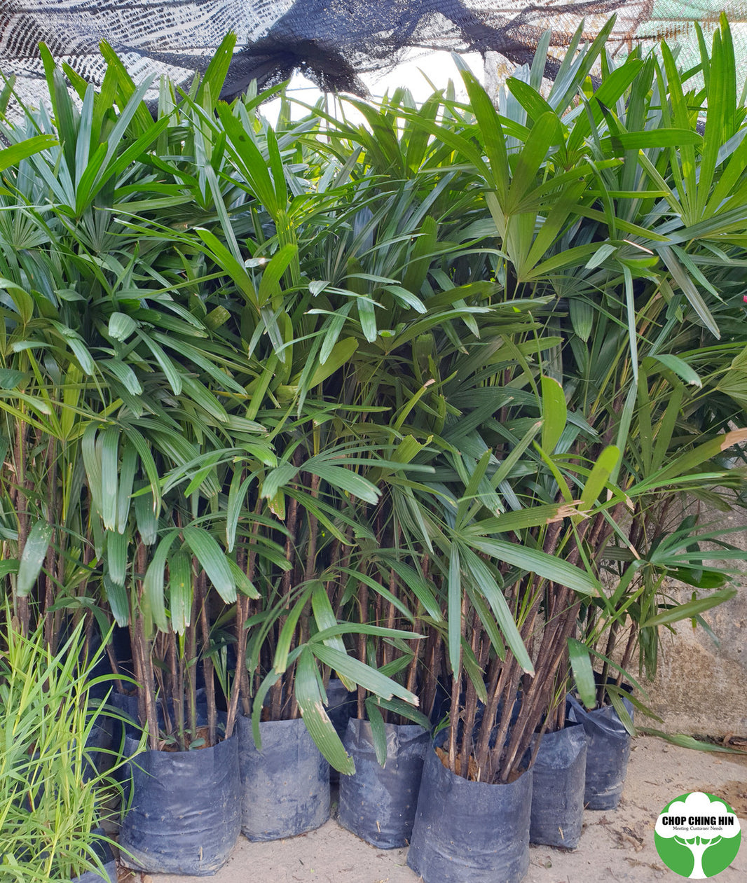 Palms – Chop Ching Hin Pte Ltd