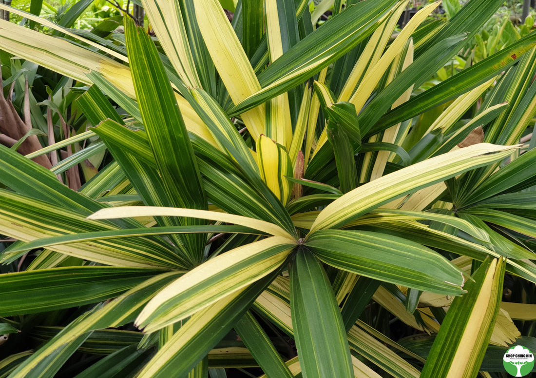 Rhapis excelsa 'Zuikonishiki' – Chop Ching Hin Pte Ltd