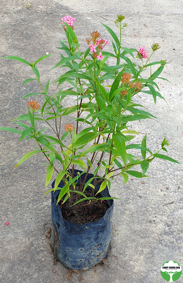 Rondeletia leucophylla – Chop Ching Hin Pte Ltd