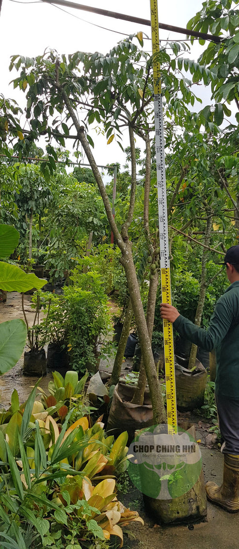 Spondias dulcis – Chop Ching Hin Pte Ltd