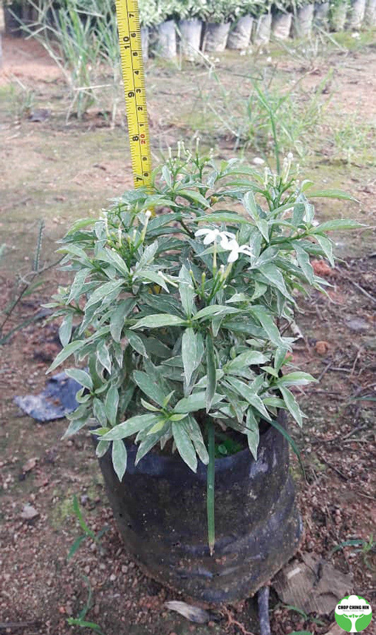 Tabernaemontana divaricata 'Silver' – Chop Ching Hin Pte Ltd