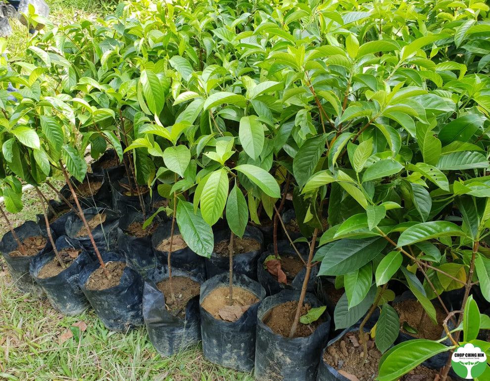 Tarena odorata – Chop Ching Hin Pte Ltd