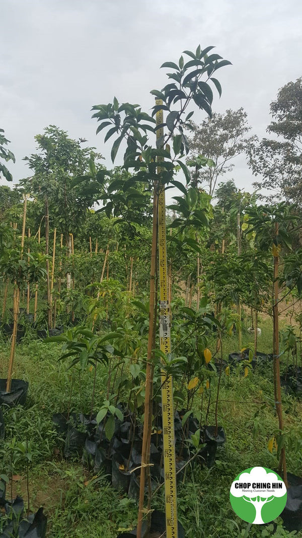 Tarena odorata – Chop Ching Hin Pte Ltd