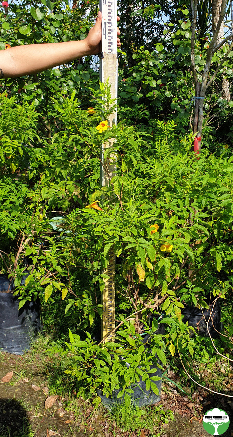 Tecoma 'Orange Jubilee' – Chop Ching Hin Pte Ltd