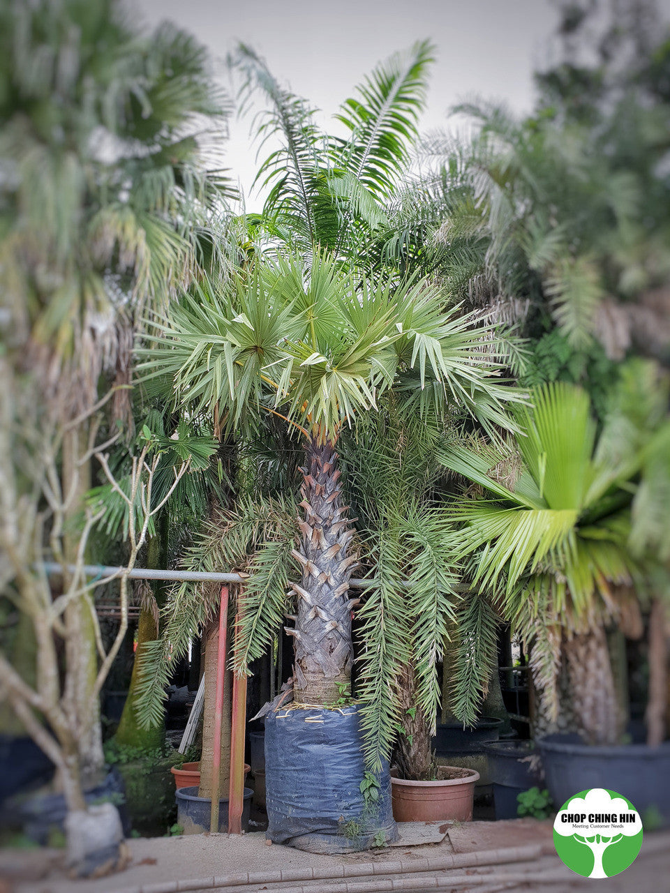 Borassodendron flabellifer – Chop Ching Hin Pte Ltd