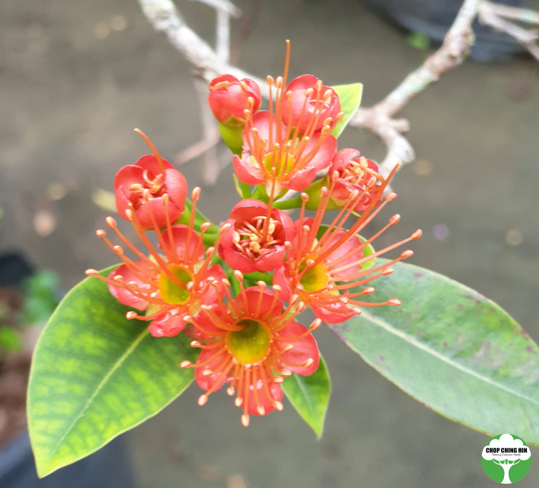 Xanthostemon youngii – Chop Ching Hin Pte Ltd