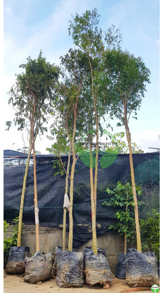 Cratoxylum cochinchinense – Chop Ching Hin Pte Ltd